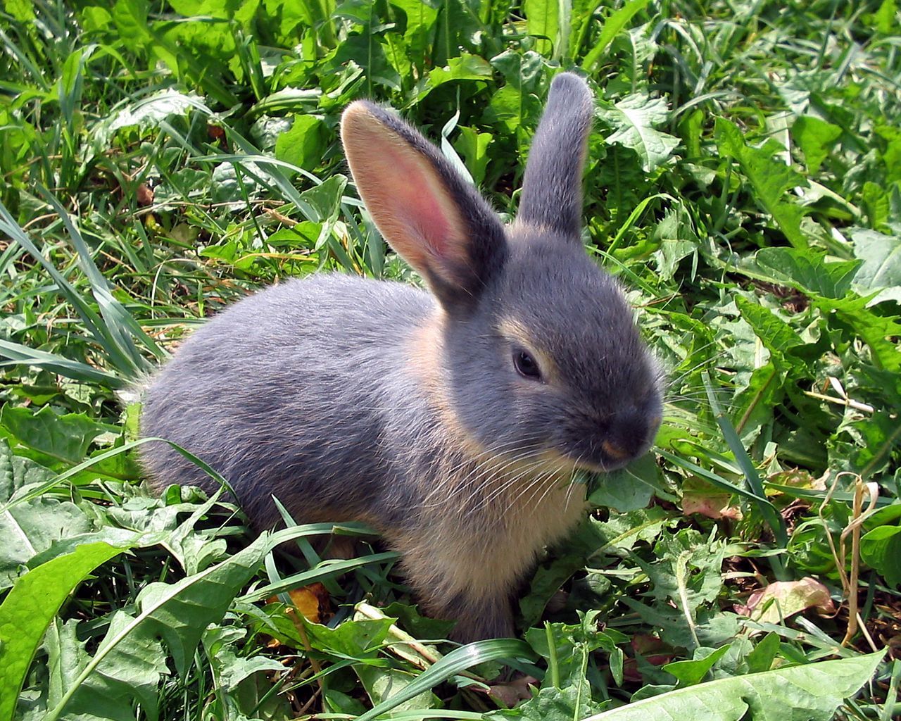 images lapins - Page 2